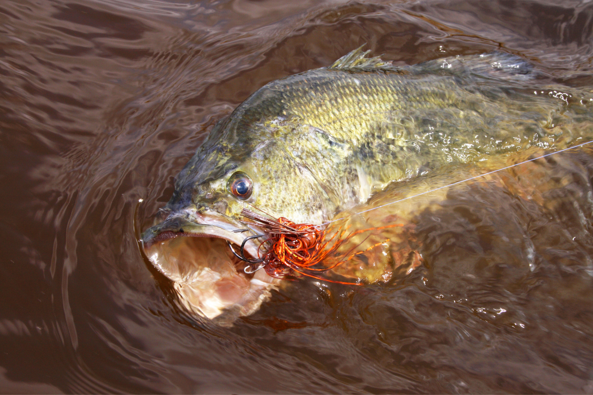 Improving Overcrowded Largemouth Bass Population | TLC Perfect Pond Improving Overcrowded Largemouth Bass Population | TLC Perfect Pond